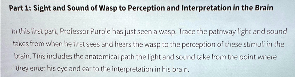 Part 1: Sight and Sound of Wasp to Perception and Interpretation in the ...