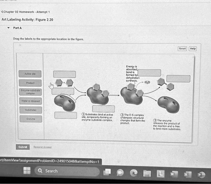 chapter 02 homework attempt 1 art labeling activity figure 220 part a ...
