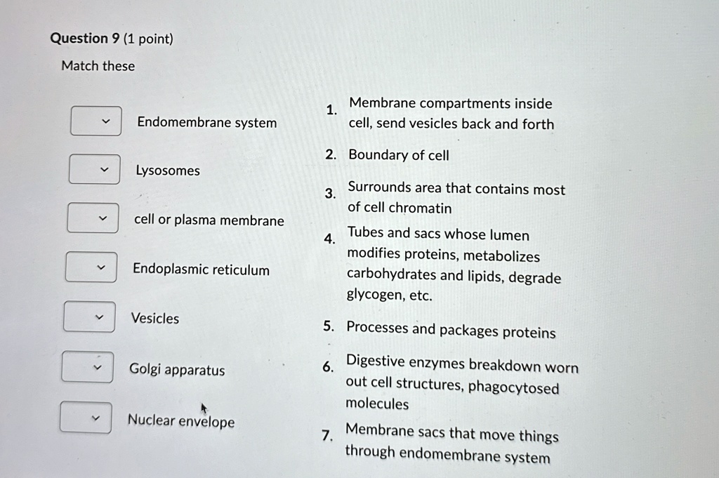 Question 9 (1 point) Match these Endomembrane system 1. Membrane ...