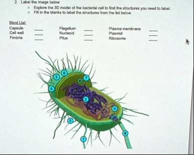 2 label the image below o explore the 3d model of the bacterial cell to ...