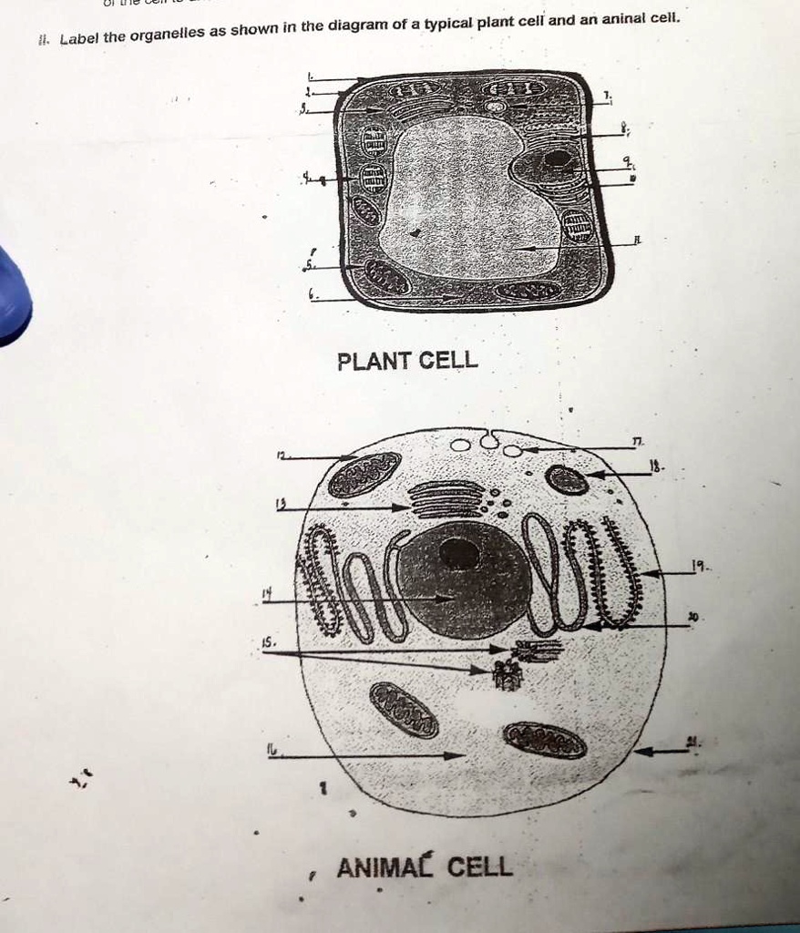 pa help po papasa npo bukas ehhh in the diagram of a typical plant cell ...