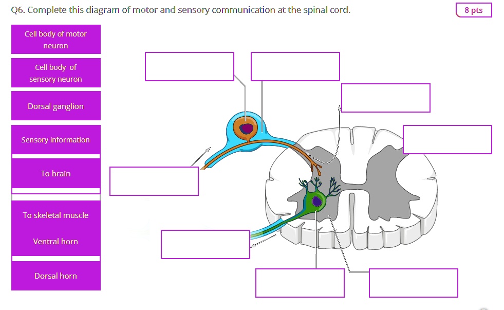 q6 complete this diagram of motor and sensory communication at the ...