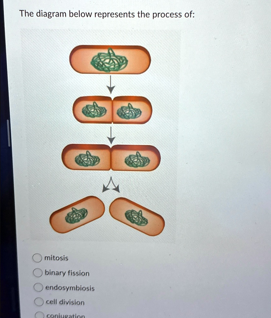 The diagram below represents the process of: mitosis binary fission ...