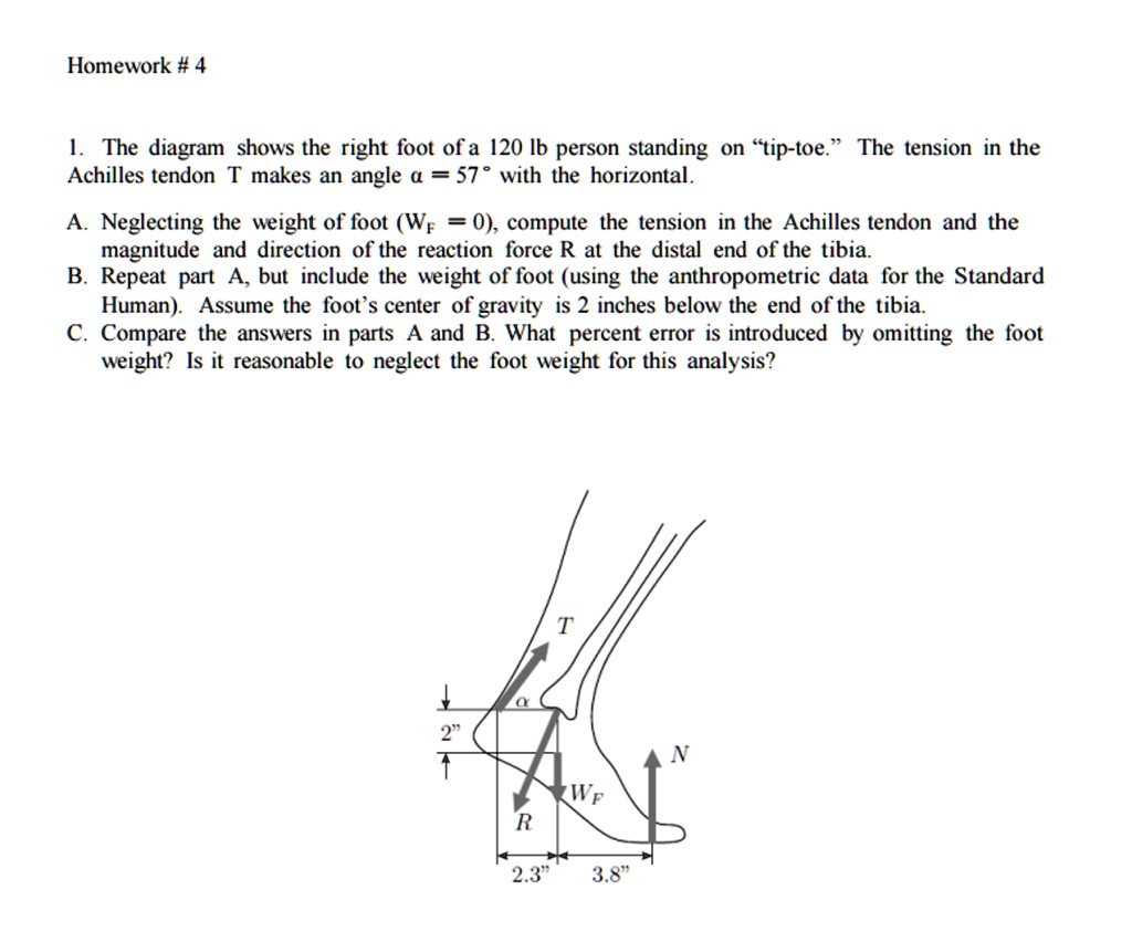 biomechanics homework 4 1 the diagram shows the right foot of a 120 lb ...