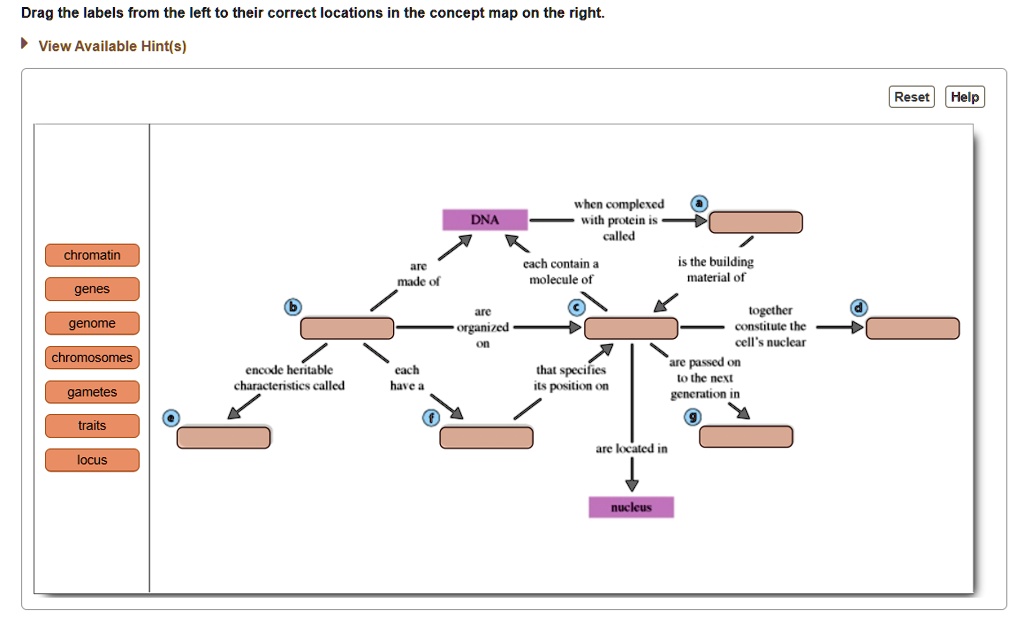Solved Drag The Labels From The Left To Their Correct Locations In The Concept Map On The Right