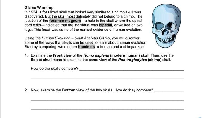Human Evolution Skull Analysis