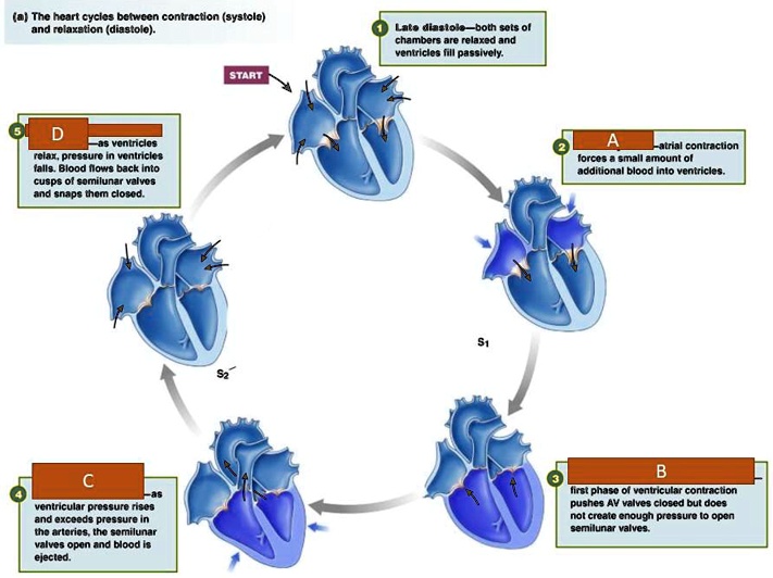 (a) The heart cycles between contraction (systole) and relaxation ...