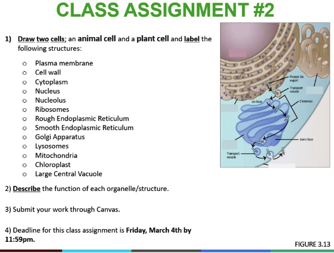 SOLVED: CLASS ASSIGNMENT #2 Draw two cells: an animal cell and a plant cell, and label the ...