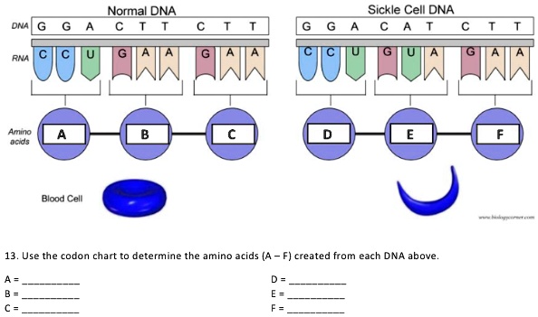 Normal DNA Sickle Cell DNA DNA GGA CTT CTT GGA CAT CTT RNA CCU GAA GAA ...