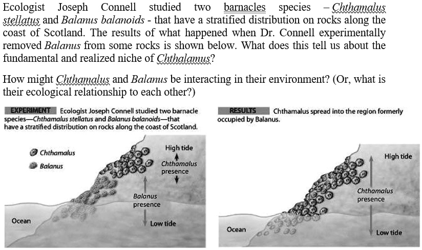 ecologist joseph connell studied two barnacles species chthamalus ...