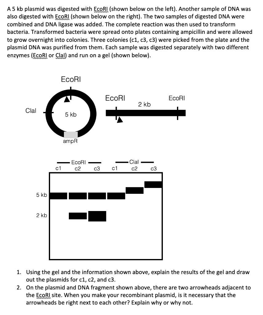 SOLVED: A 5 kb plasmid was digested with EcoRI (shown below on the left ...