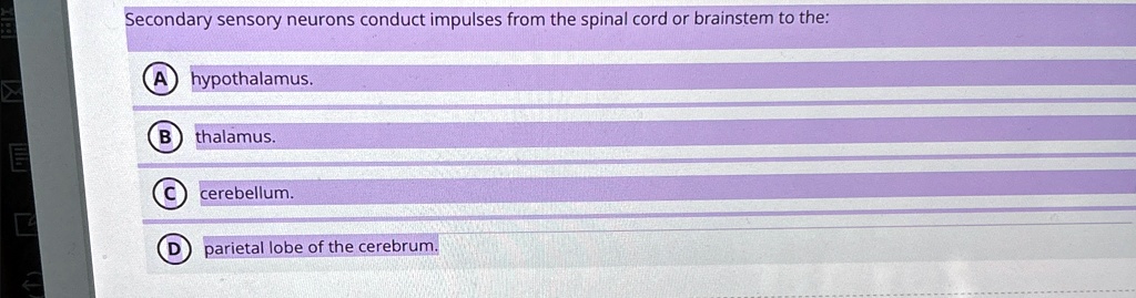 Secondary sensory neurons conduct impulses from the spinal cord or ...