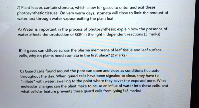 SOLVED:7) Plant leaves contain stomata, which allow for gases to enter ...