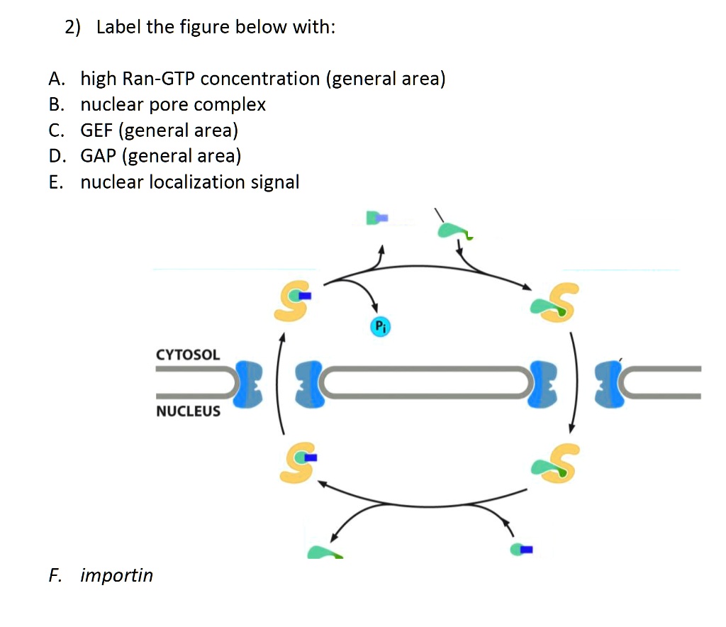 SOLVED: 2) Label the figure below with: As high Ran-GTP concentration ...