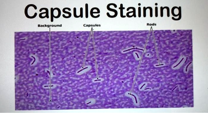 SOLVED: Capsule Staining Bockground Capsules Rod: