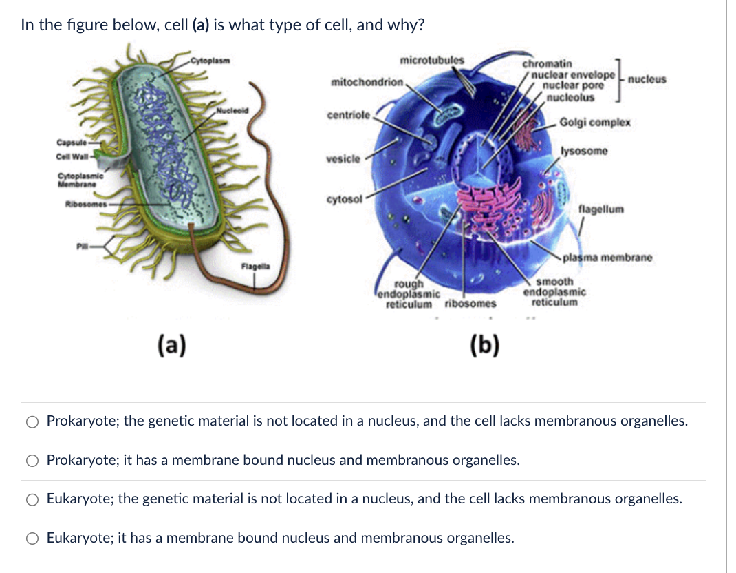 In the figure below, cell (a) is what type of cell, and why? Prokaryote ...