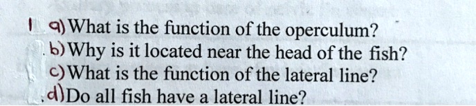 SOLVED: 9) What is the function of the operculum? 6) Why is it located ...