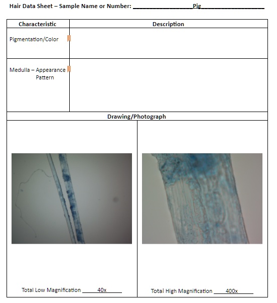 SOLVED: Hair Data Sheet - Sample Name Number: Characteristic ...