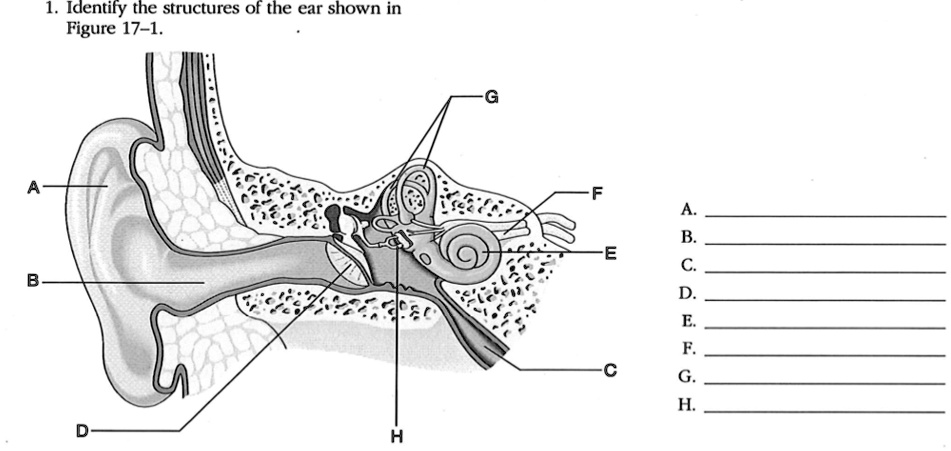 1. Identify the structures of the ear shown in Figure 17-1.