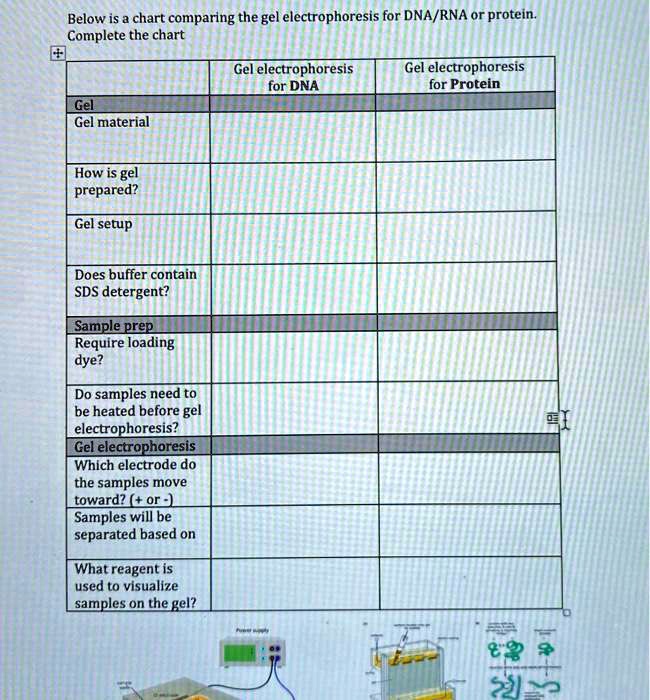 below is 3 chart comparing the gel electrophoresis for dnarna or ...