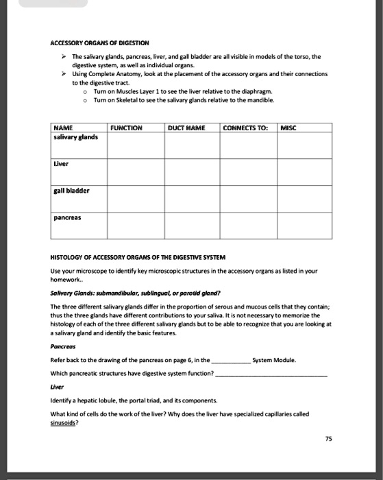 Salivary Glands Pancreas