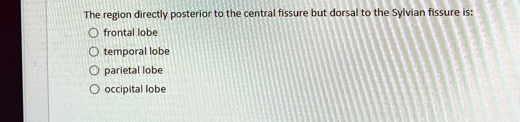 the region directly posterior to the central fissure but dorsal to the ...