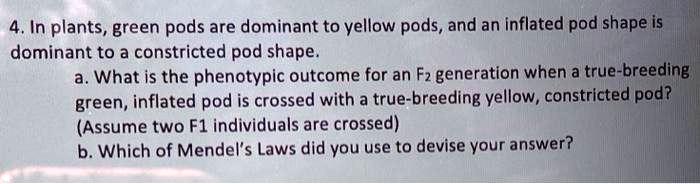 4 in plants green pods are dominant to yellow pods and an inflated pod ...