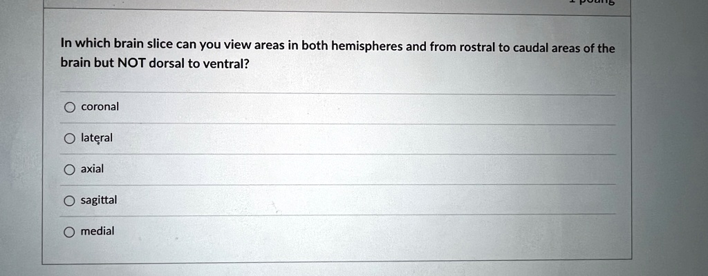 In which brain slice can you view areas in both hemispheres...