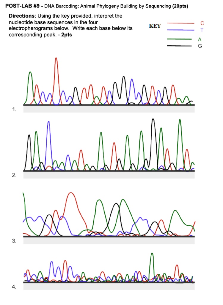 SOLVED: POST-LAB #9 DNA Barcoding: Animal Phylogeny Building by ...