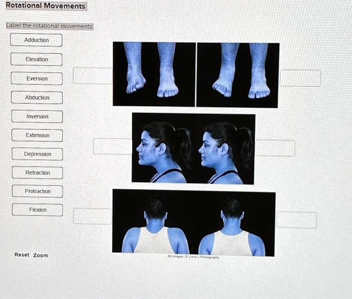 SOLVED: Rotational Movements Label the rotational movements. Adduction ...