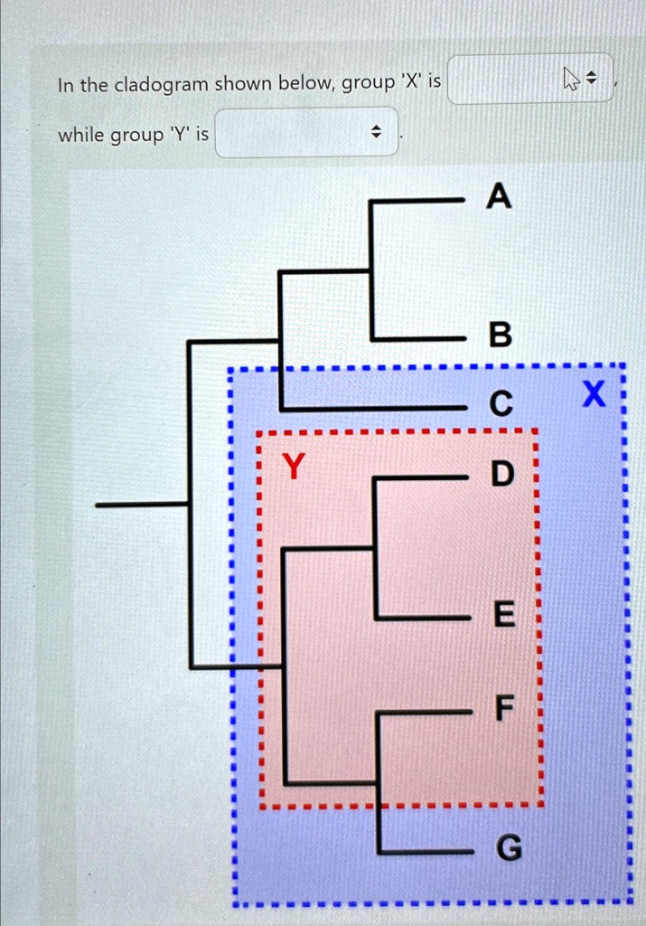 SOLVED: In the cladogram shown below, group ' x ' is while group ' Y ' is In the cladogram shown ...