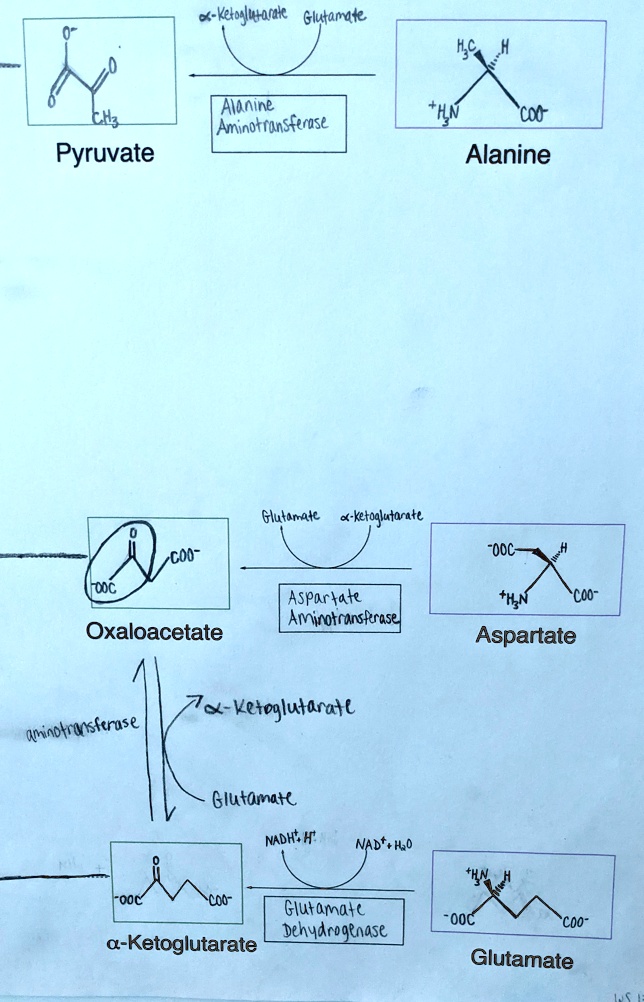 -Ketoglutarate Glutamate HC CH? Alanine Aminotransferase HN -000 ...