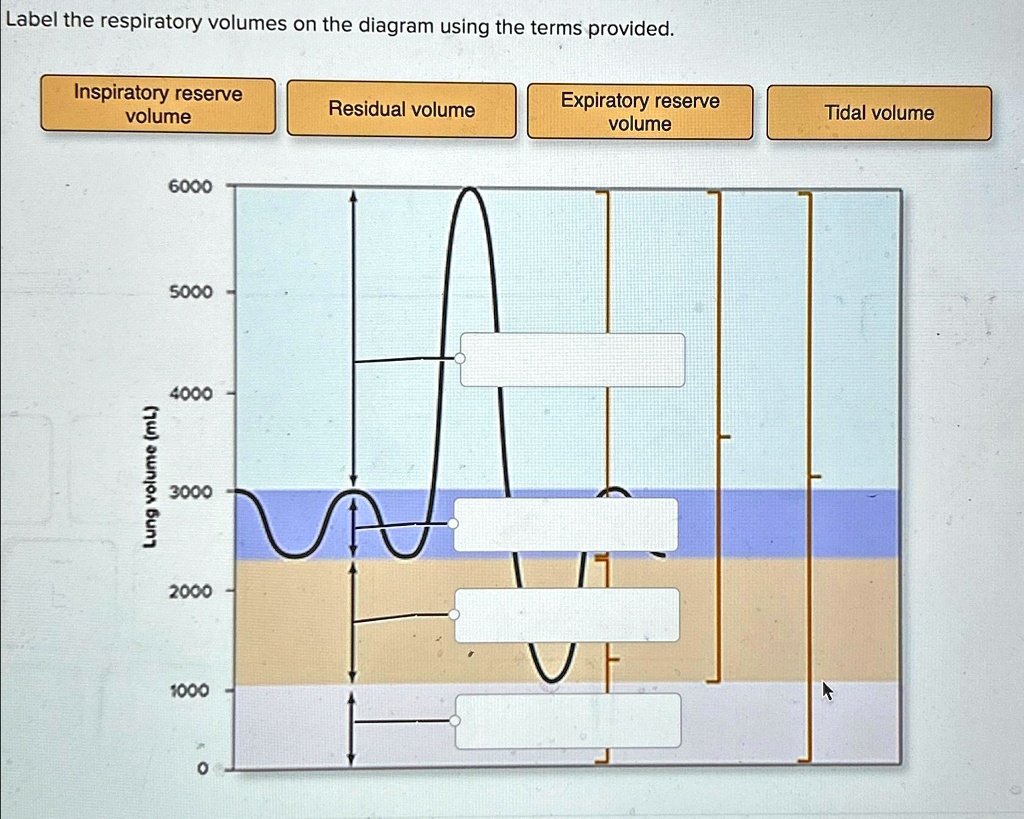 Label the respiratory volumes on the diagram using the terms provided ...