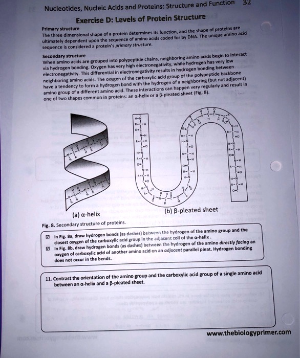 SOLVED: and Proteins: Structure and Function Nucleotides, Nucleic Acids ...