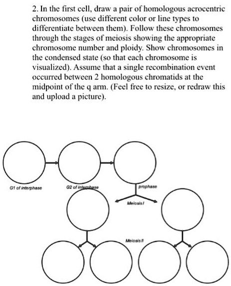 2 in the first cell draw pair of homologous acrocentric chromosomes use ...