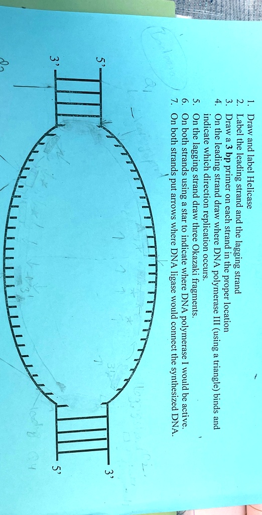 1. Draw and label Helicase 2. Label the leading strand and the lagging ...