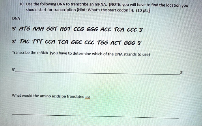 SOLVED: 10. Use the following DNA to transcribe an mRNA (NOTE: you will ...