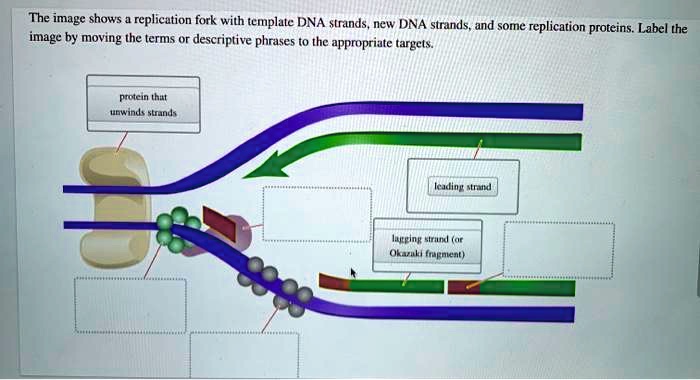 SOLVED: The image shows replication fork with templale DNA strands, new ... SOLVED: The image shows replication fork with templale DNA strands, new ...