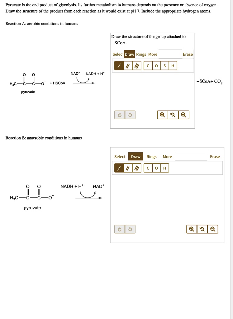 Solved Pyruvate Is The End Product Of Glycolysis Its Further Metabolism In Humans Depends On