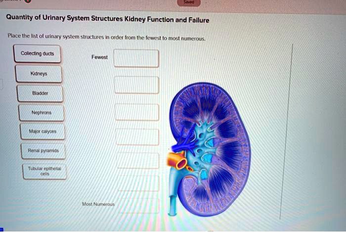 SOLVED: Quantity of Urinary System Structures Kidney Function and ...