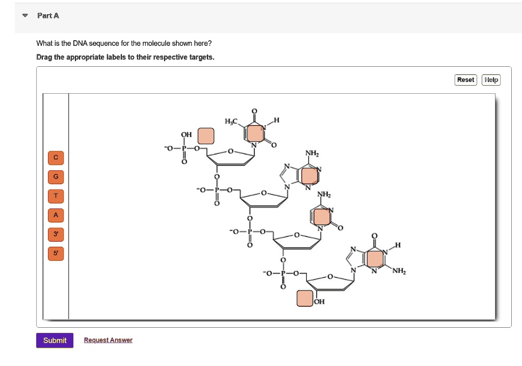 SOLVED: What is the DNA sequence for the molecule shown here? Drag the ...