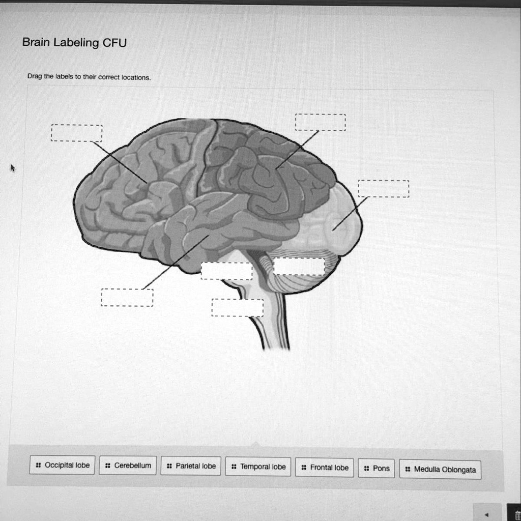 SOLVED: NEED HELP QUICK PLEASE Brain Labeling CFU Drag the labels to ...