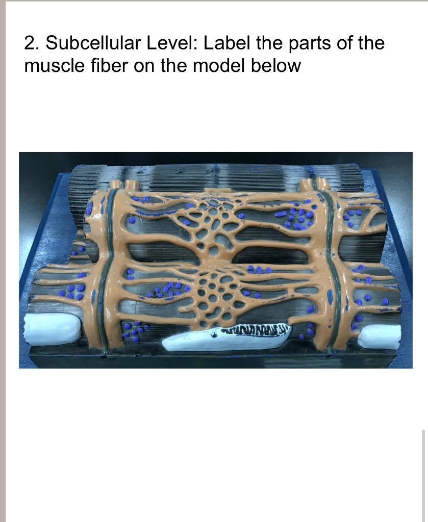 SOLVED: Please label!!!!! 2. Subcellular Level: Label the parts of the ... SOLVED: Please label!!!!! 2. Subcellular Level: Label the parts of the ...