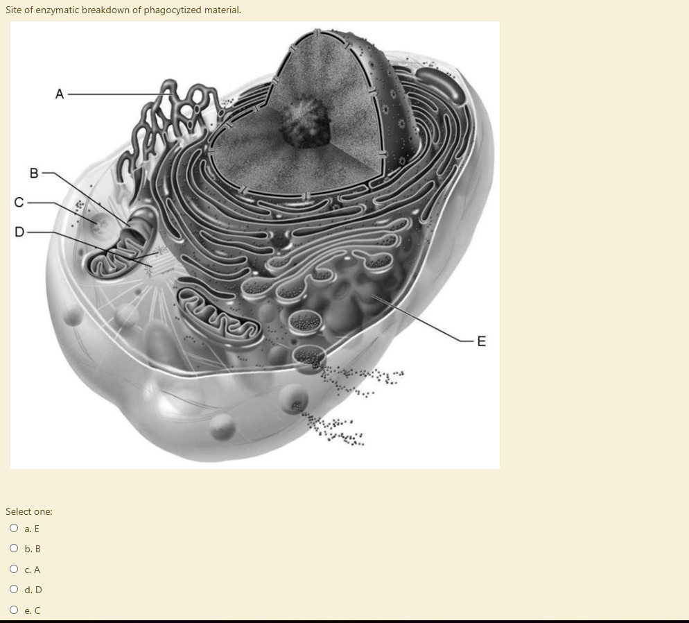 Site of enzymatic breakdown of phagocytized material: Select one: a. E