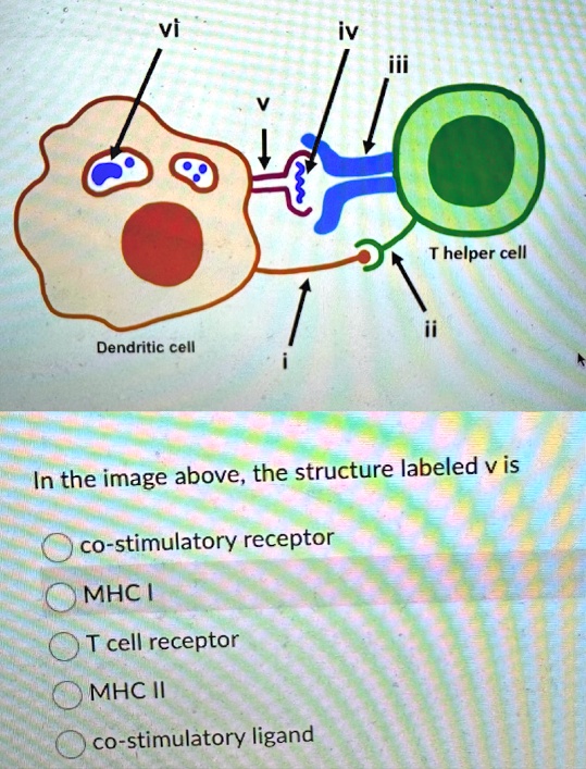 SOLVED: In the image above, the structure labeled v is co-stimulatory ...