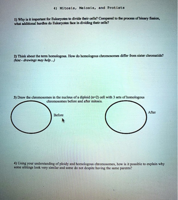 mitosis meiosis and protists 4 why is it important for eukaryotes t9 ...