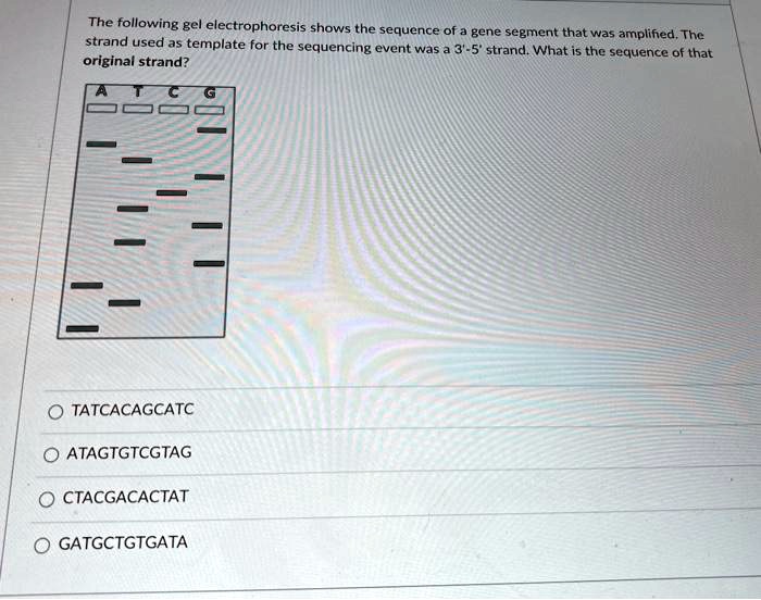 The following gel electrophoresis shows the sequence of a gene segment ...