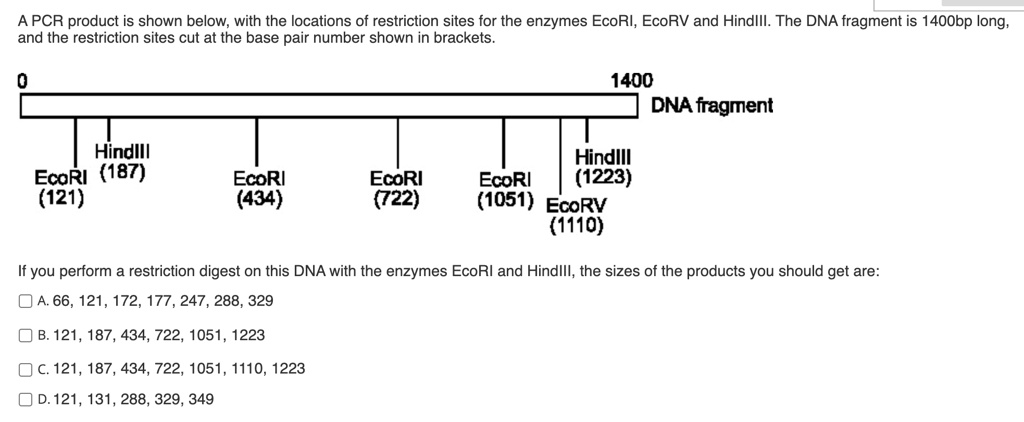 Solved A Pcr Product Is Shown Below With The Locations Of Restriction