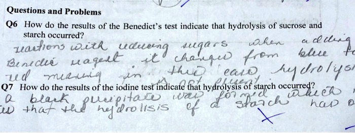 Sucrose Hydrolysis Test