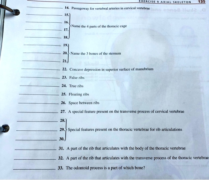 EXERCISE 9 AXIAL SKELETON 135 14. Passageway for vertebral arteries in ...